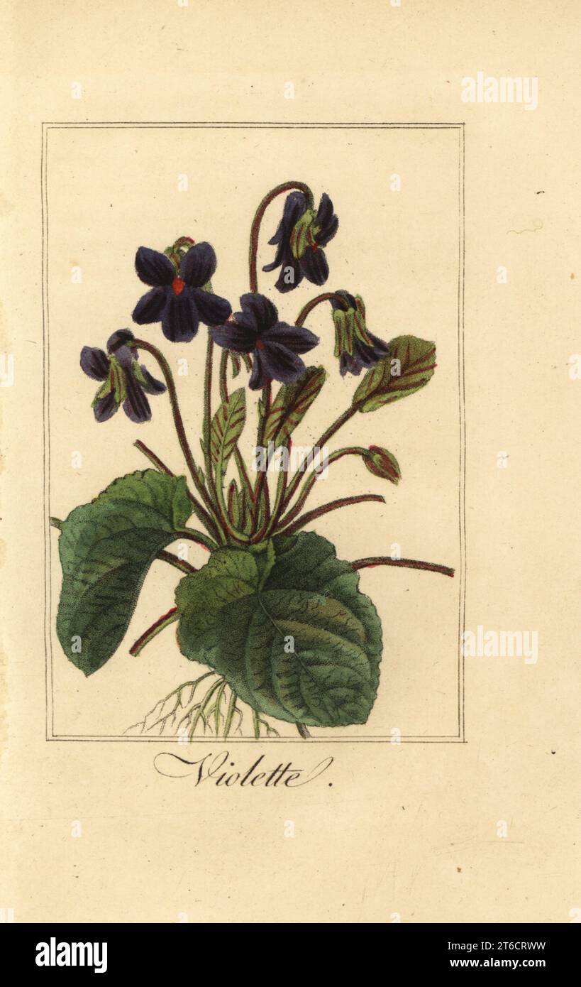 Sweet violet, Violette, Viola odorata. Handcoloured copperplate ...