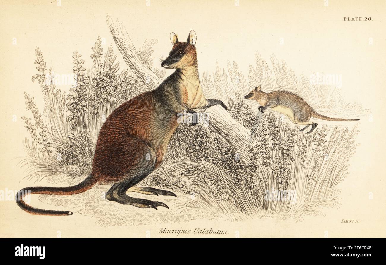 Swamp wallaby, Wallabia bicolor. Aroe kangaroo, Macropus ualabatus ...