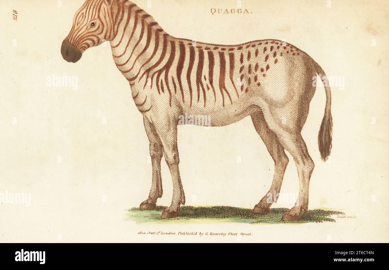 Quagga, Equus quagga quagga, extinct. Subspecies of the plains zebra ...