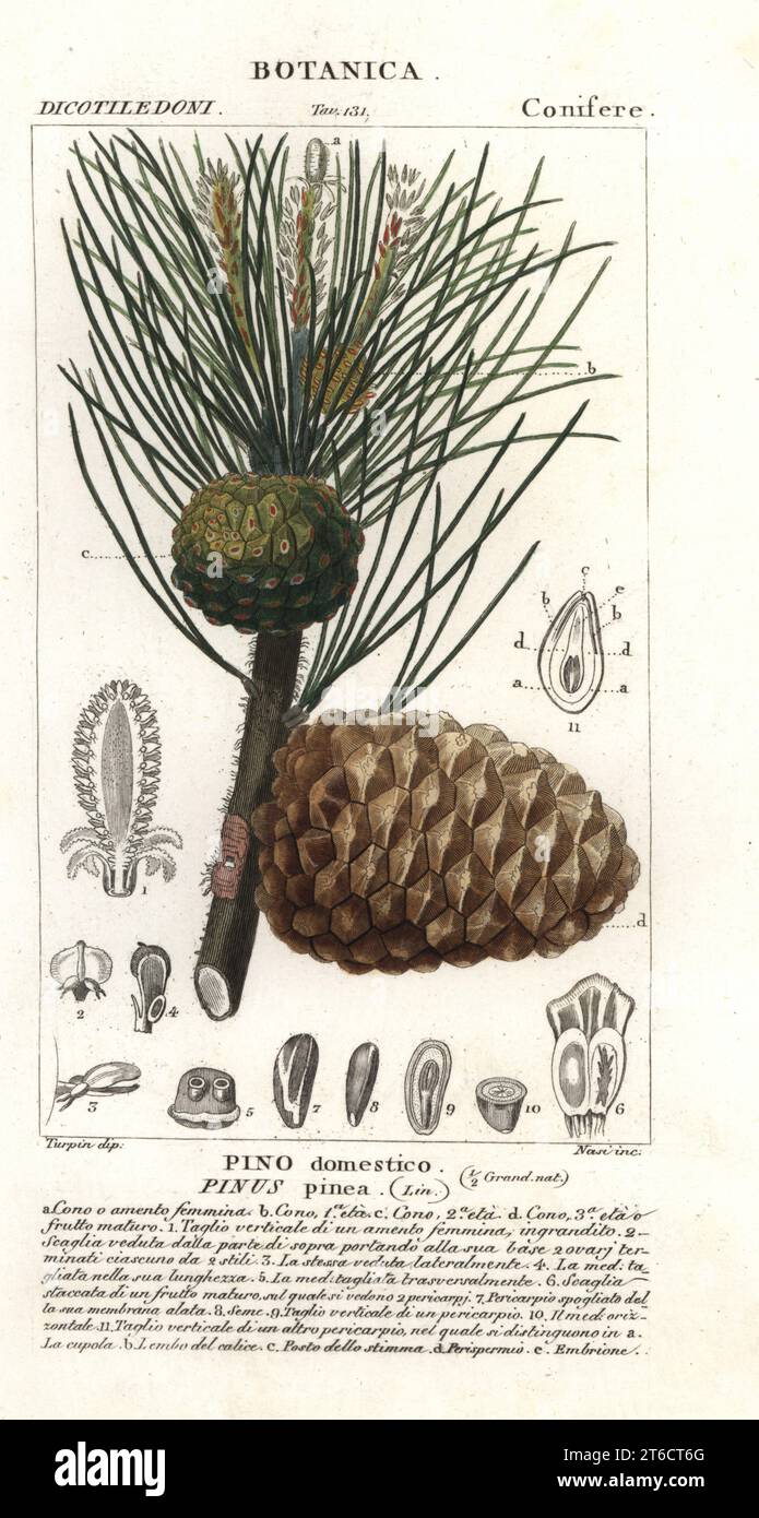 Italian stone pine, Pinus pinea, Pino domestico. Handcoloured ...