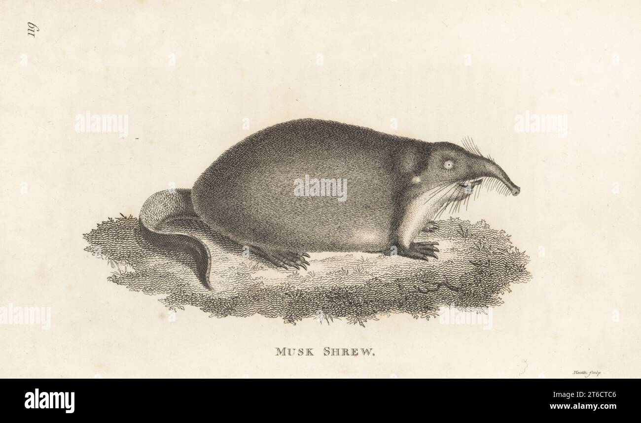 Russian desman, Desmana moschata, endangered. Musk shrew, Sorex ...