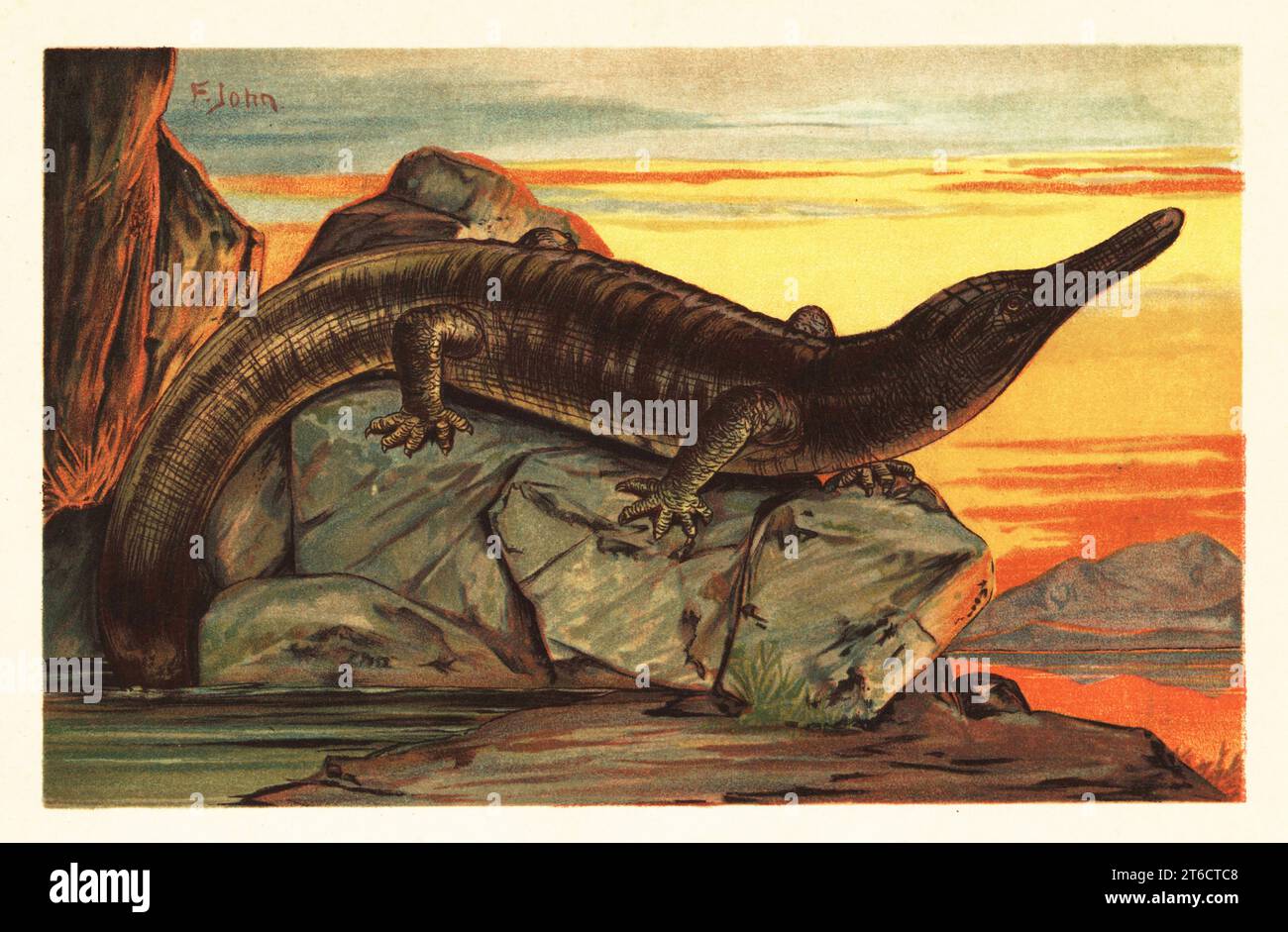 Archegosaurus decheni basking on a rock. Extinct species of ...