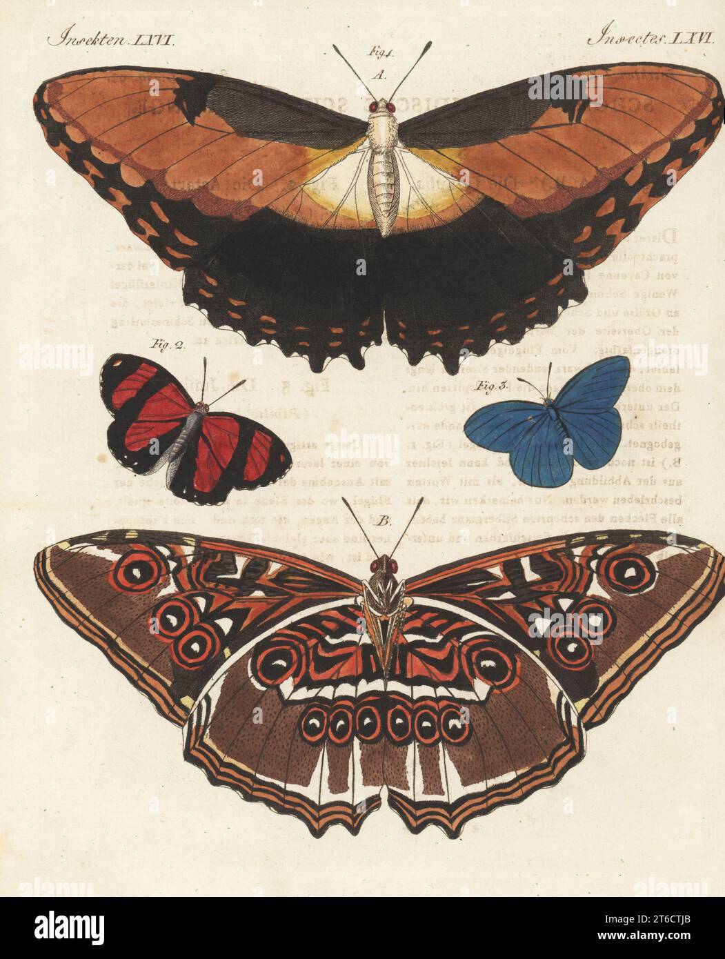 Sunset morpho butterfly, Morpho hecuba, dorsal 1A, ventral 1B, Astarte eighty-eight, Callicore ...