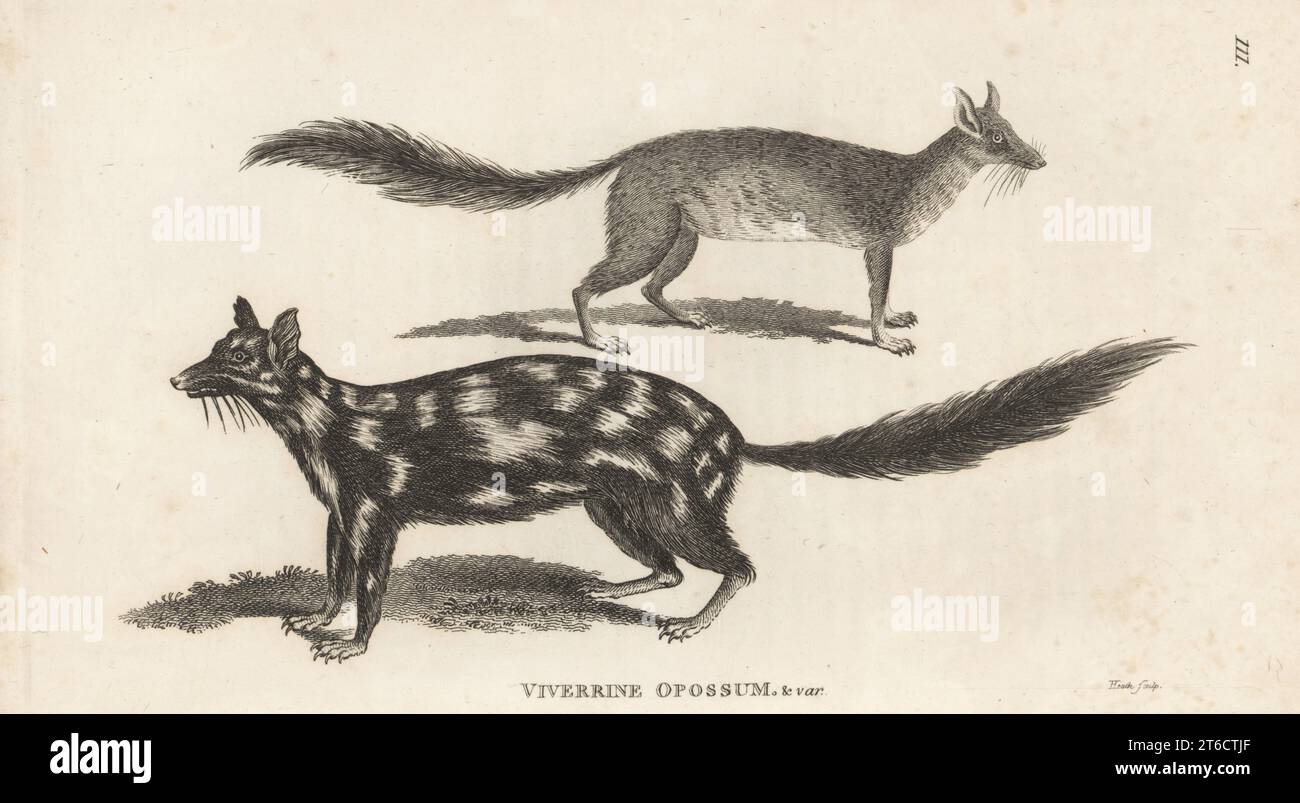 Eastern quoll or eastern native cat, Dasyurus viverrinus. Endangered ...