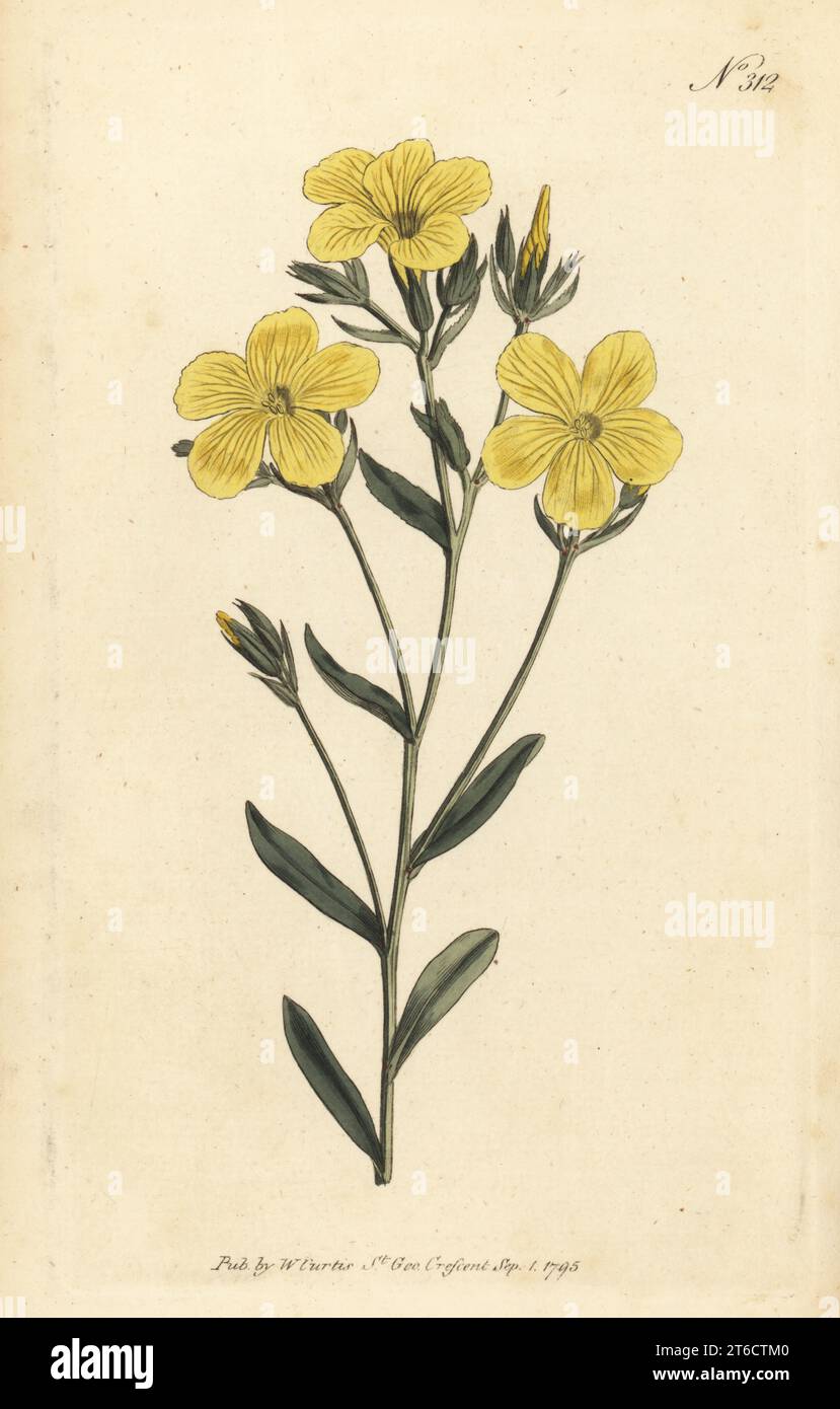 Yellow flax or golden flax, Linum flavum. Native to central and ...