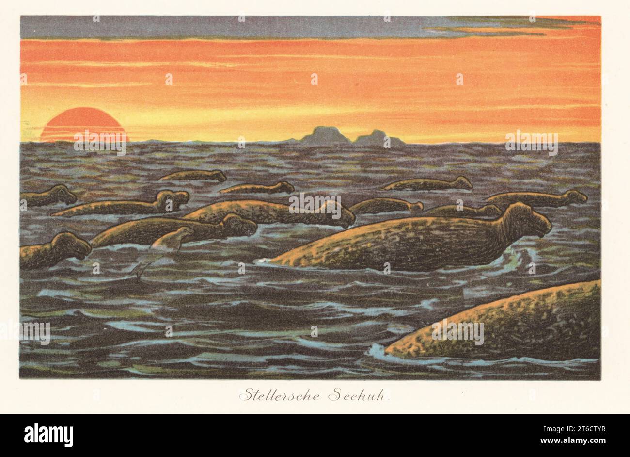 Reconstruction of a herd of Steller's sea cow, Hydrodamalis gigas, an ...