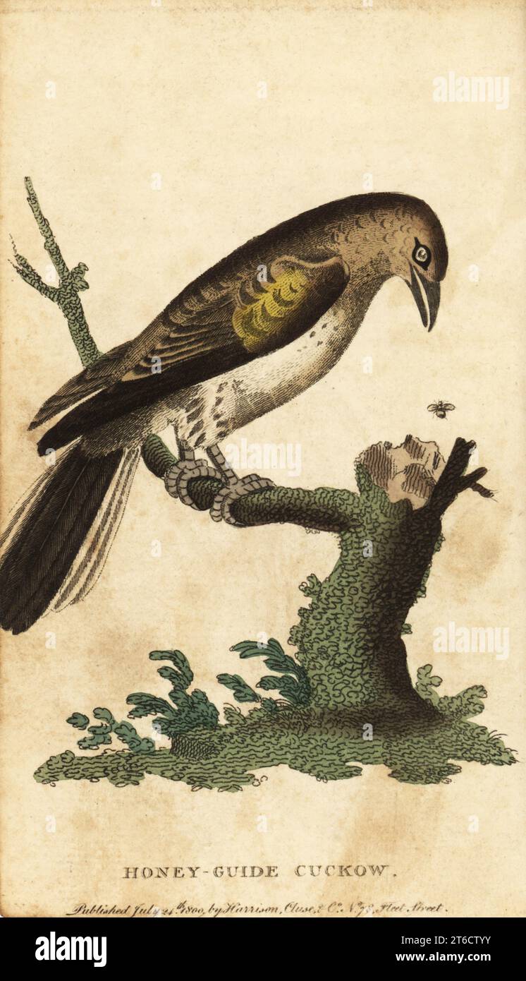 Greater honeyguide, Indicator indicator. Honey-guide cuckow, pointer ...