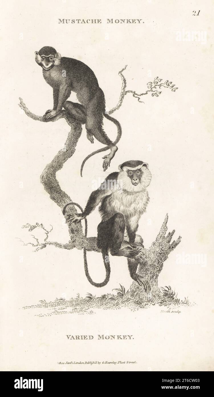 Moustached guenon, Cercopithecus cephus, and mona monkey, Cercopithecus ...