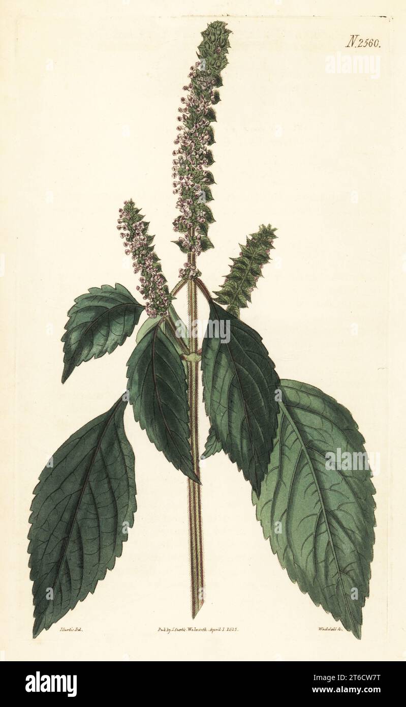 Vietnamese balm, Elsholtzia ciliata. Crested elsholtzia, Elsholtzia ...