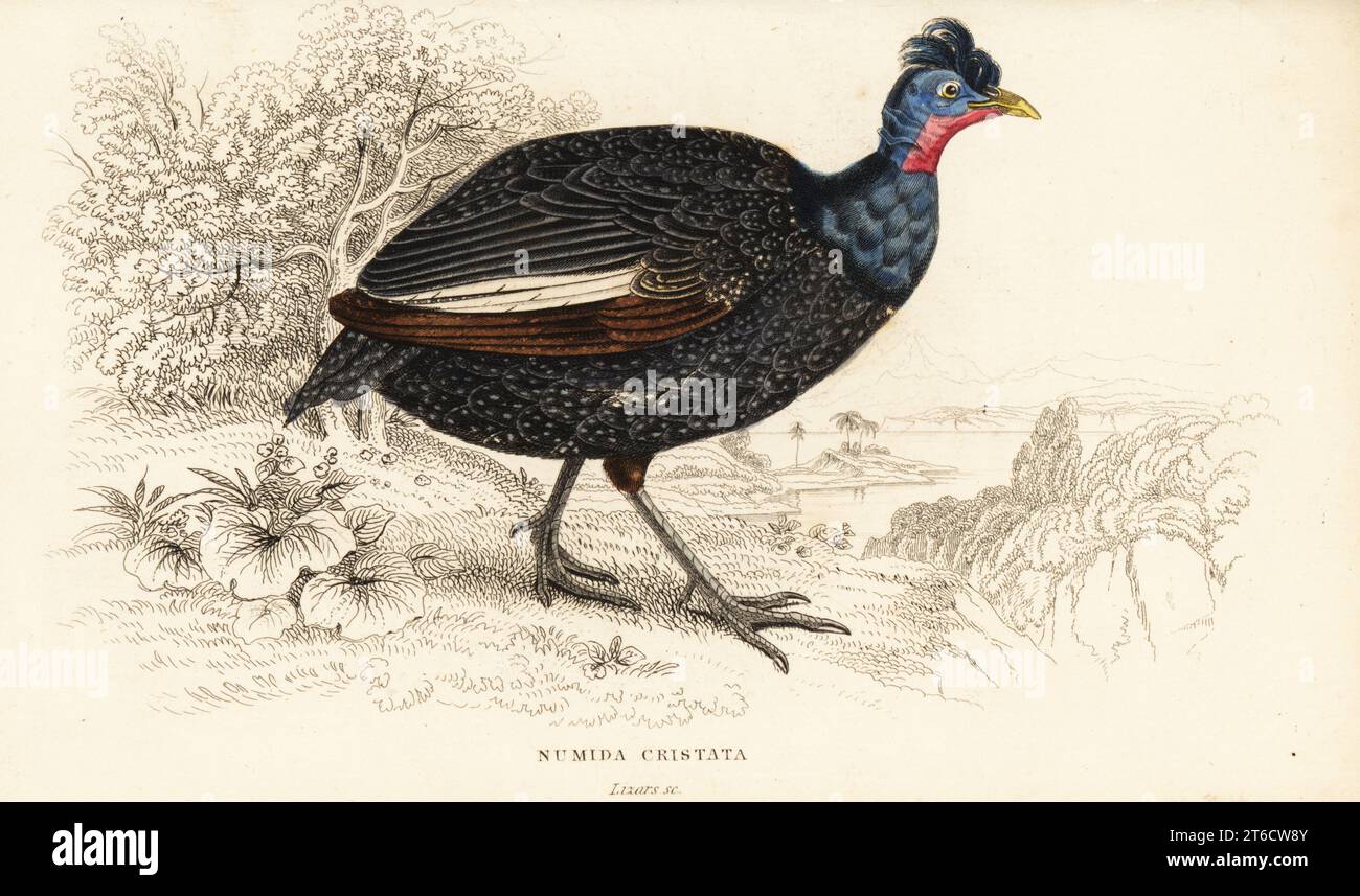 Crested guineafowl, Guttera pucherani (Numida cristata). Handcoloured ...