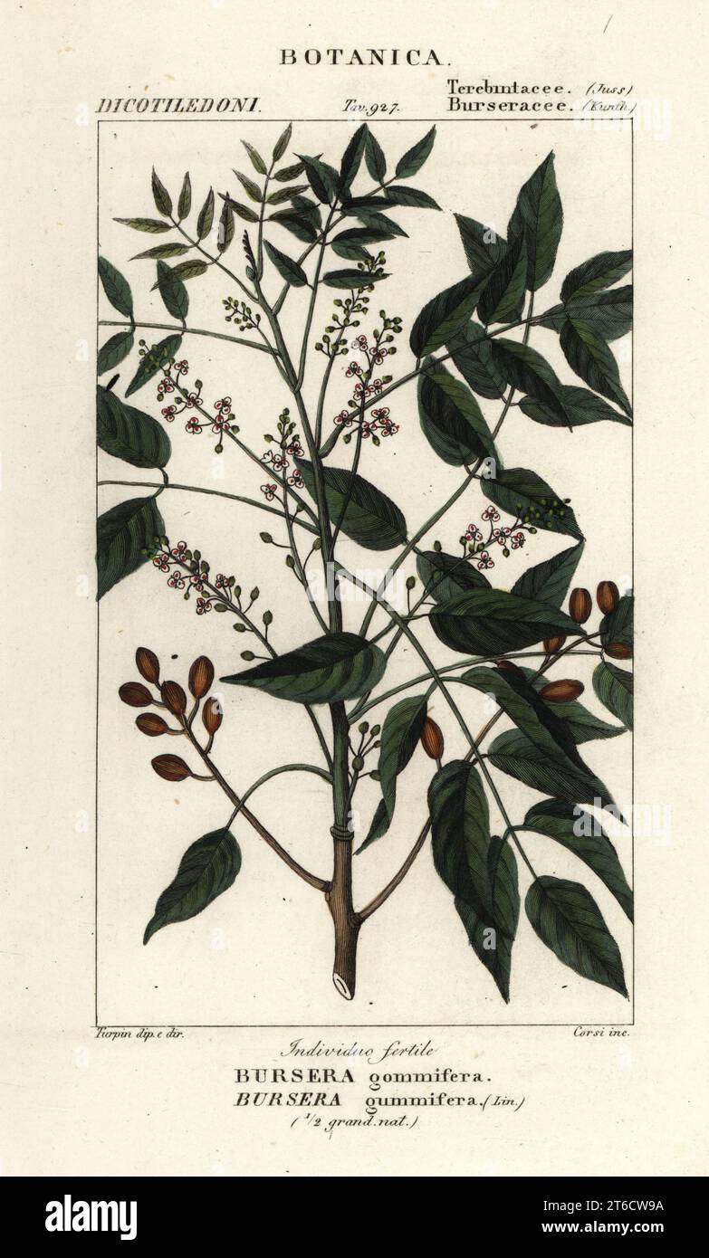 Copperwood hi-res stock photography and images - Alamy