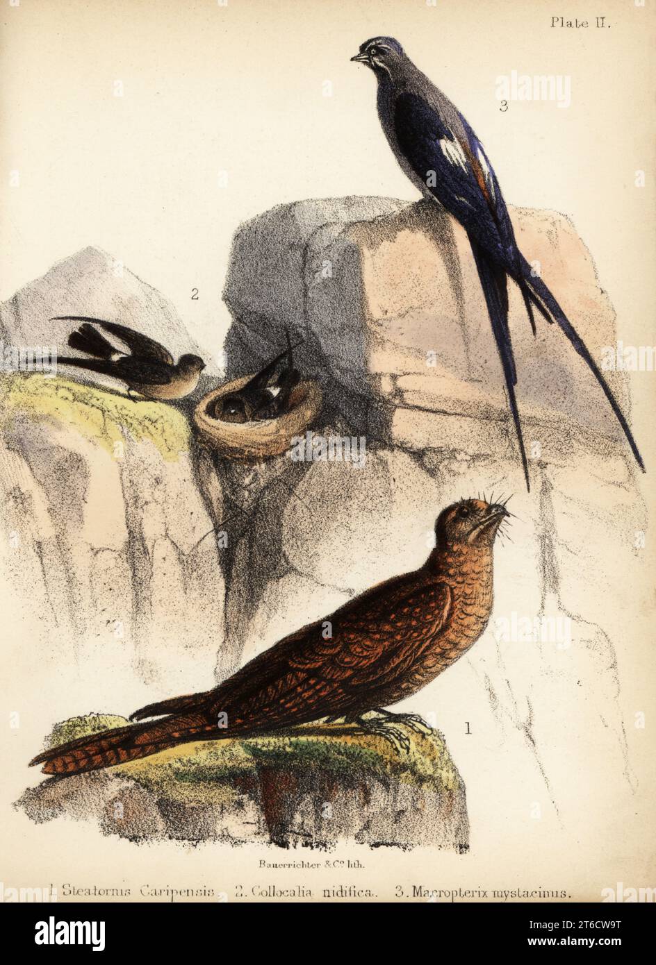 Indian edible nest swiftlet hi-res stock photography and images - Alamy