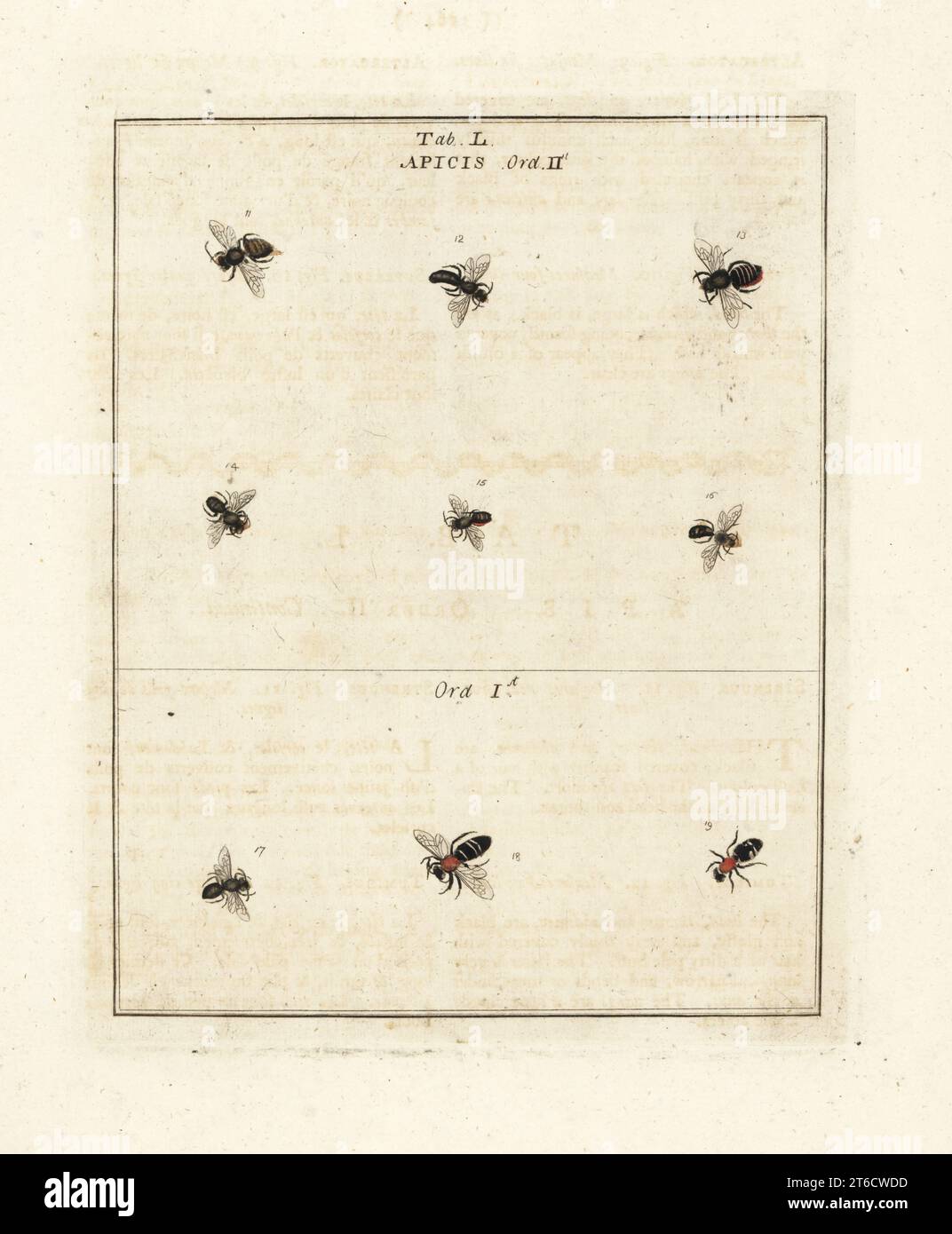 Red mason bees illustration hi-res stock photography and images - Alamy