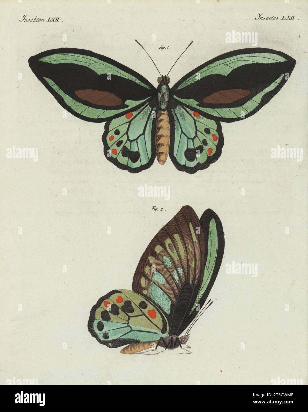 Priam's birdwing butterfly, Ornithoptera priamus, male, dorsal and ...