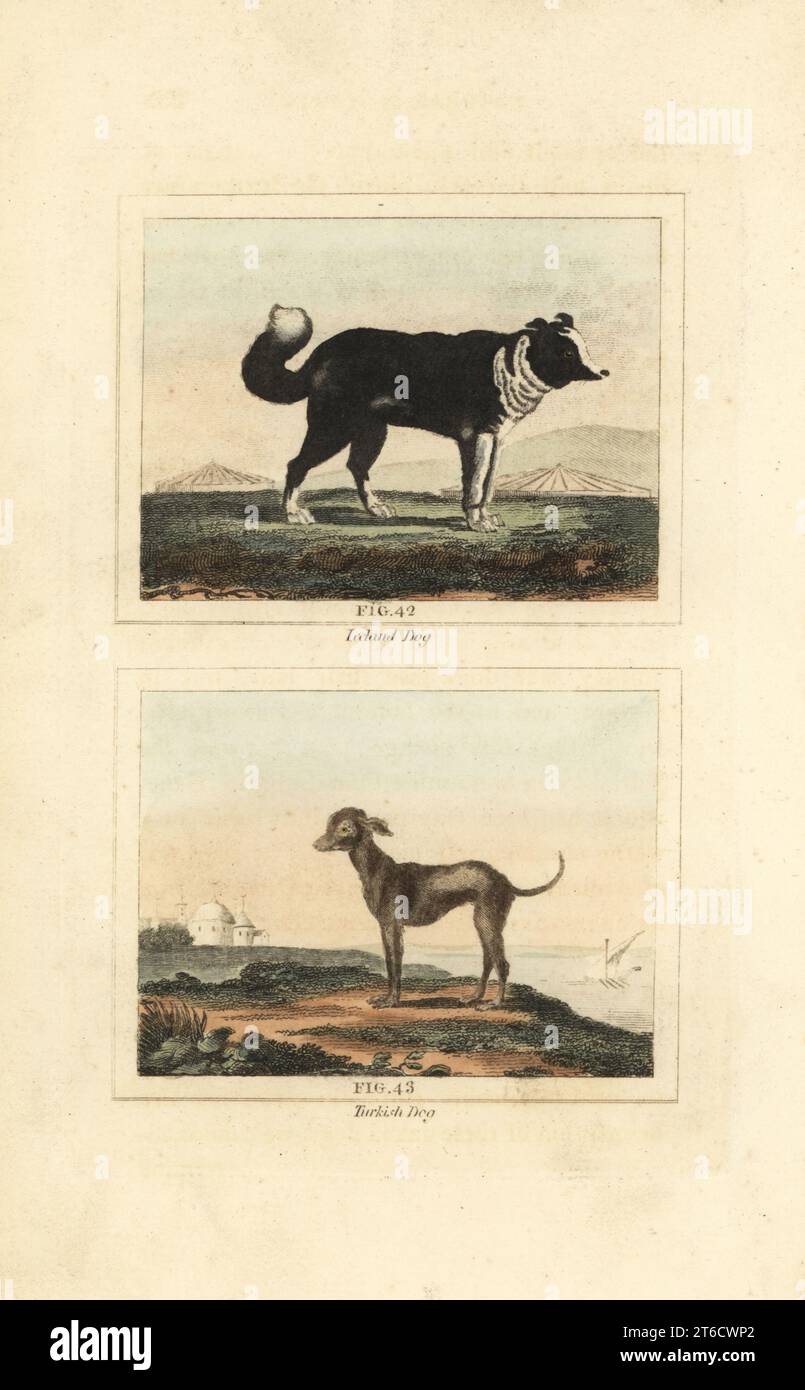 Iceland dog 42, Icelandic breed of thick-coat sheepdog, and Turkish dog ...