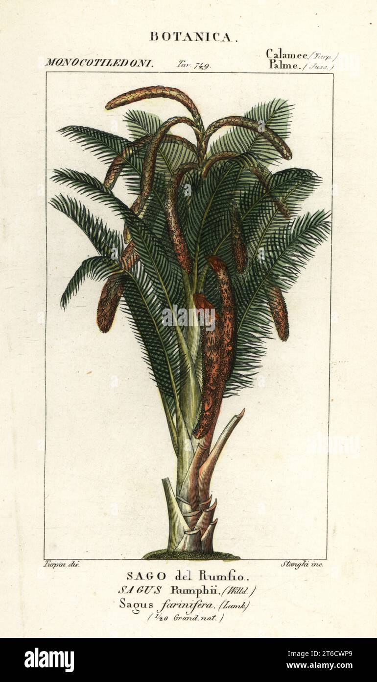 True sago palm, Metroxylon sagu. (Sagus rumphii, Sagus farinifera, Sago ...