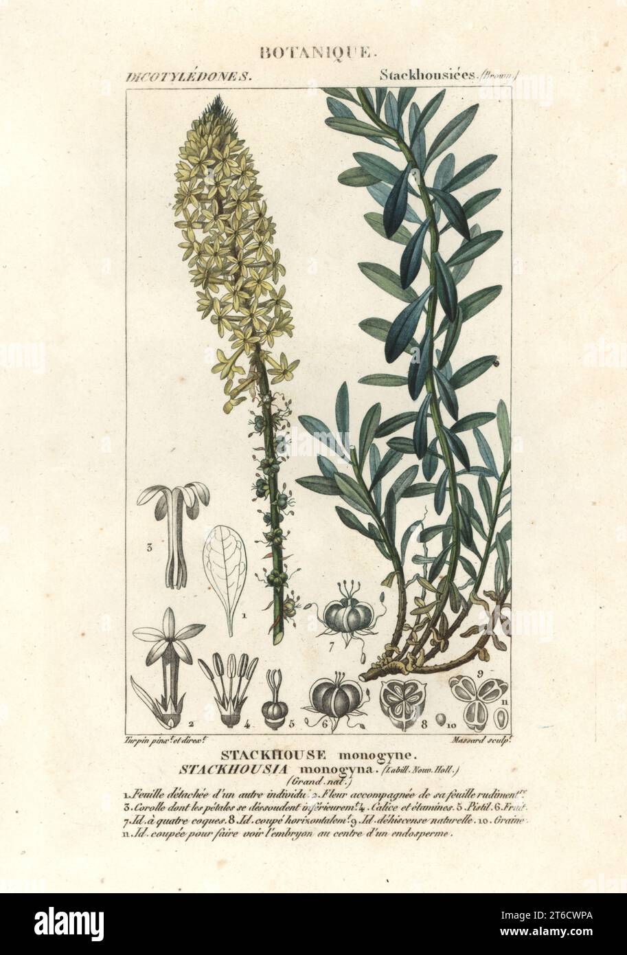 Creamy stackhousia or creamy candles, Stackhousia monogyna, Stackhouse ...