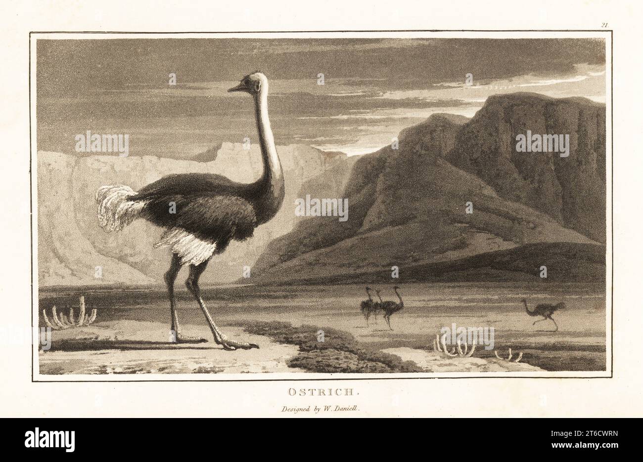 Ostrich, Struthio camelus, standing in a desert landscape, Africa ...