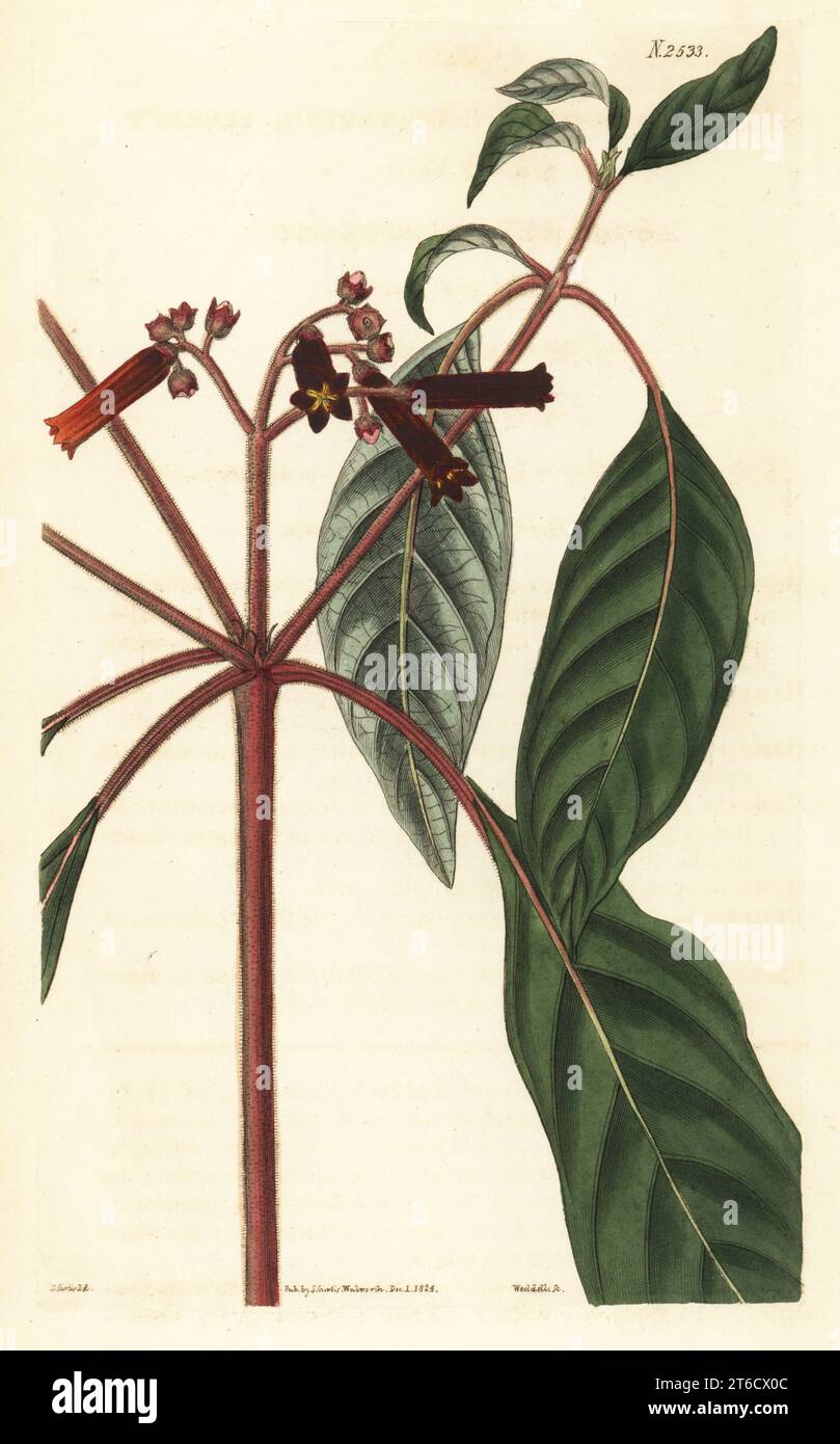 Spreading scarlet hamelia, Hamelia patens. Native of St Domingo ...