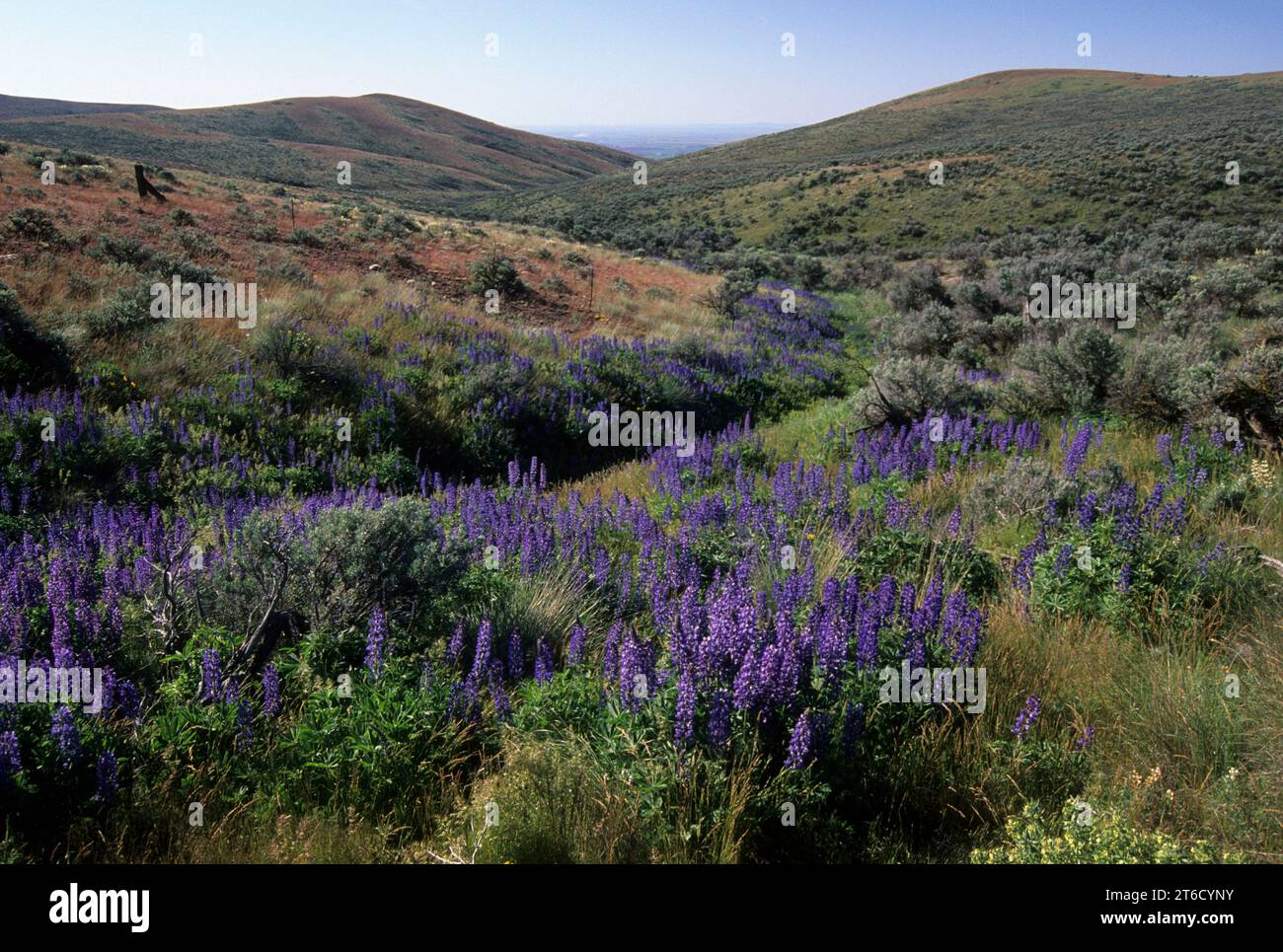 Lupine, Beezley Hills Preserve, Washington Stock Photo - Alamy