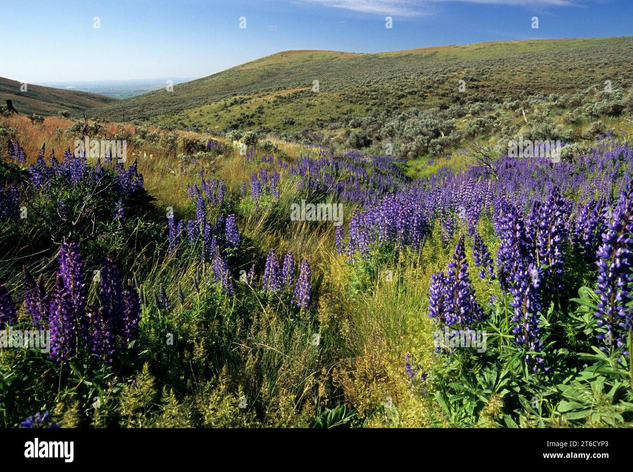 Lupine, Beezley Hills Preserve, Washington Stock Photo - Alamy
