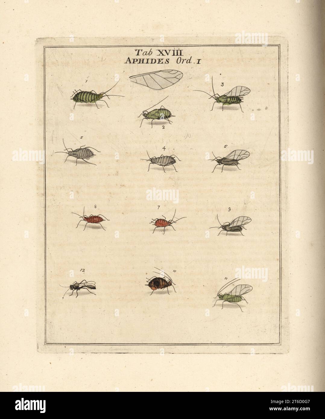 Rose aphids, Aphis rosa-suaveolens, 1-3, cabbage aphids, Brevicoryne ...