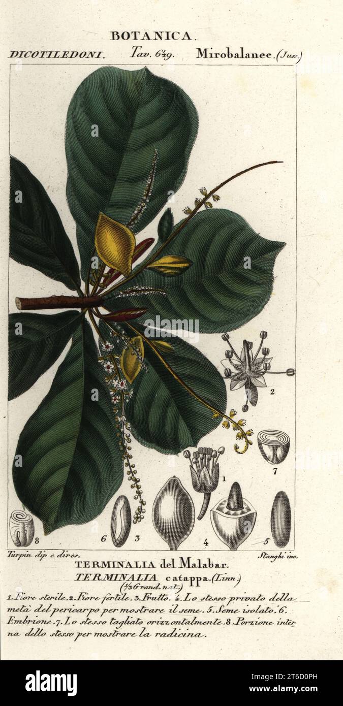 Terminalia del malabar hi-res stock photography and images - Alamy