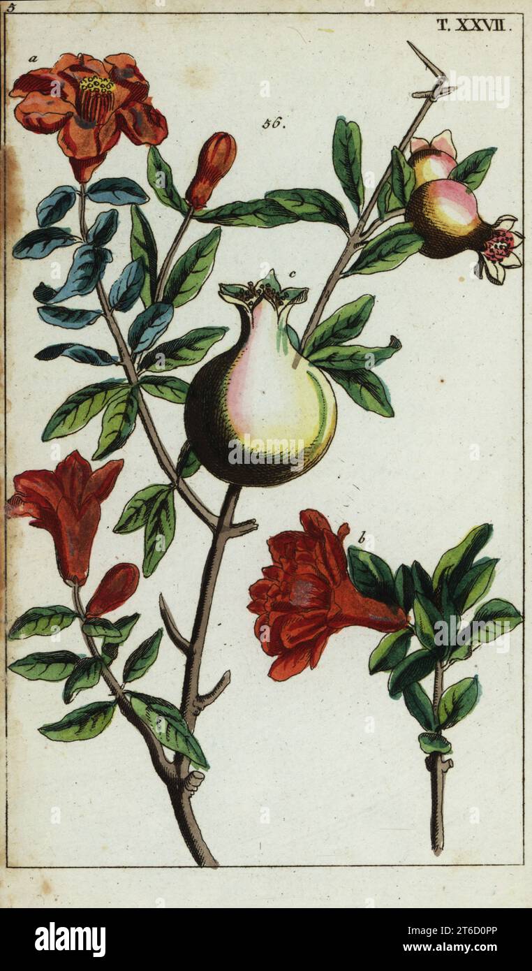Pomegranate flowers and fruit on a branch, Punica granatum. Handcolored ...