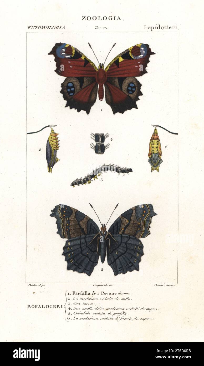 European peacock butterfly, Aglais io. Handcoloured copperplate stipple ...