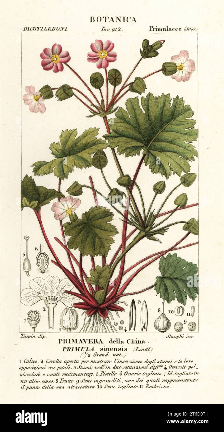 Chinese primrose, Primulidium sinense (Primula sinensis, Primavera ...