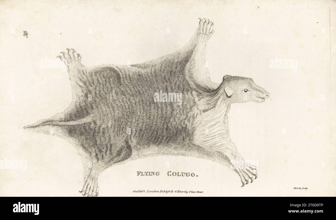 Philippine flying lemur, Cynocephalus volans. Flying colugo ...