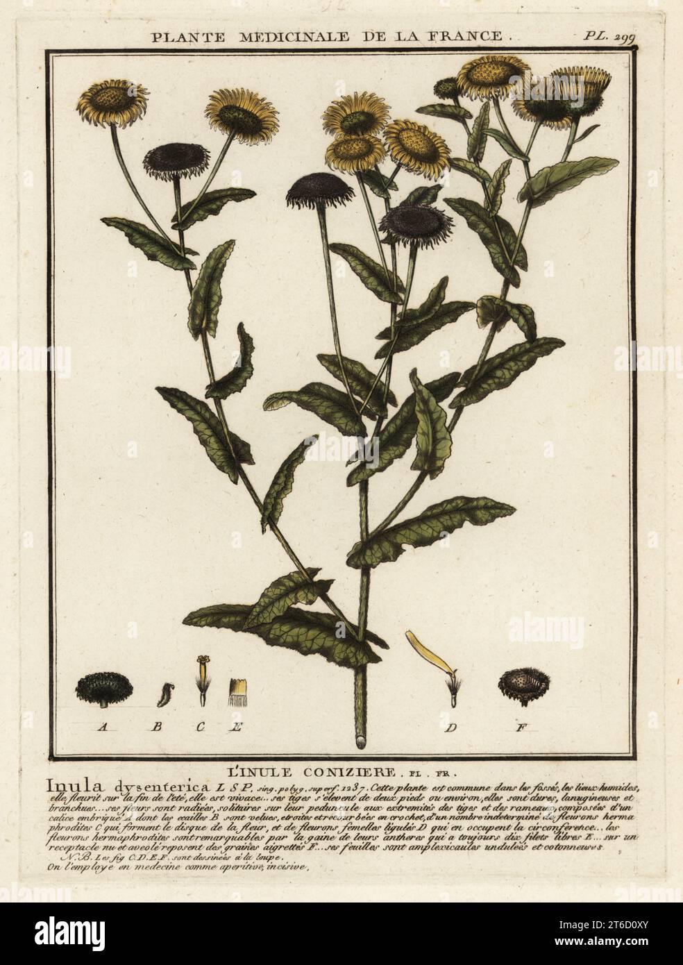 Common fleabane or meadow false fleabane, Pulicaria dysenterica. Linule ...