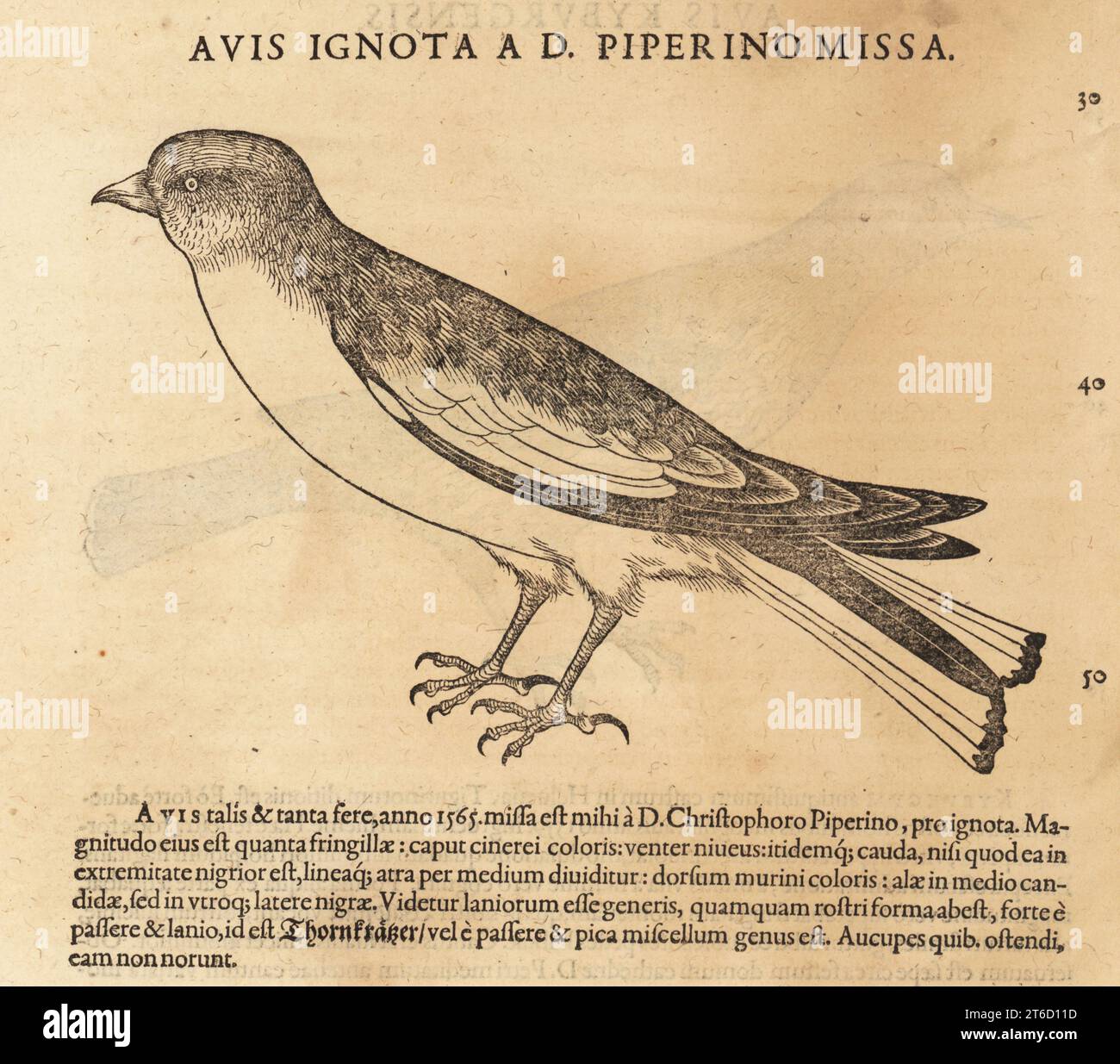 Avis ignota a d piperino missa hi-res stock photography and images - Alamy