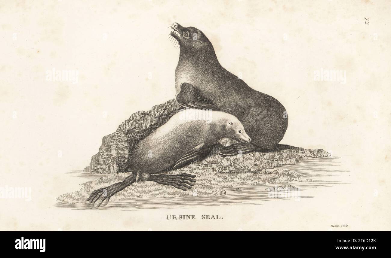 Alaskan fur seal or northern fur seal, Callorhinus ursinus. Male and ...