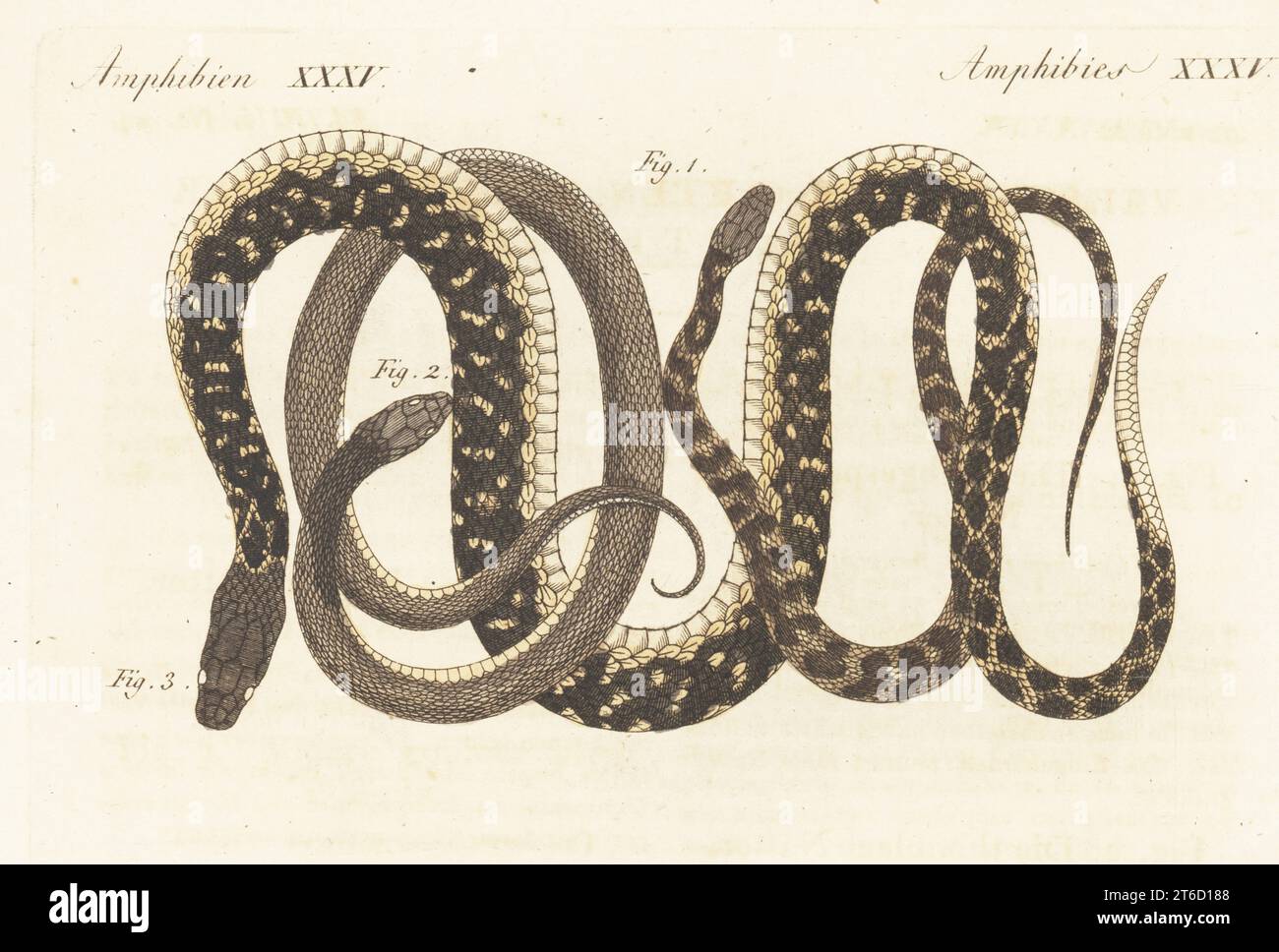 Exotic snakes of India. Unknown species called Duhblih 1 and Schittih 2 ...