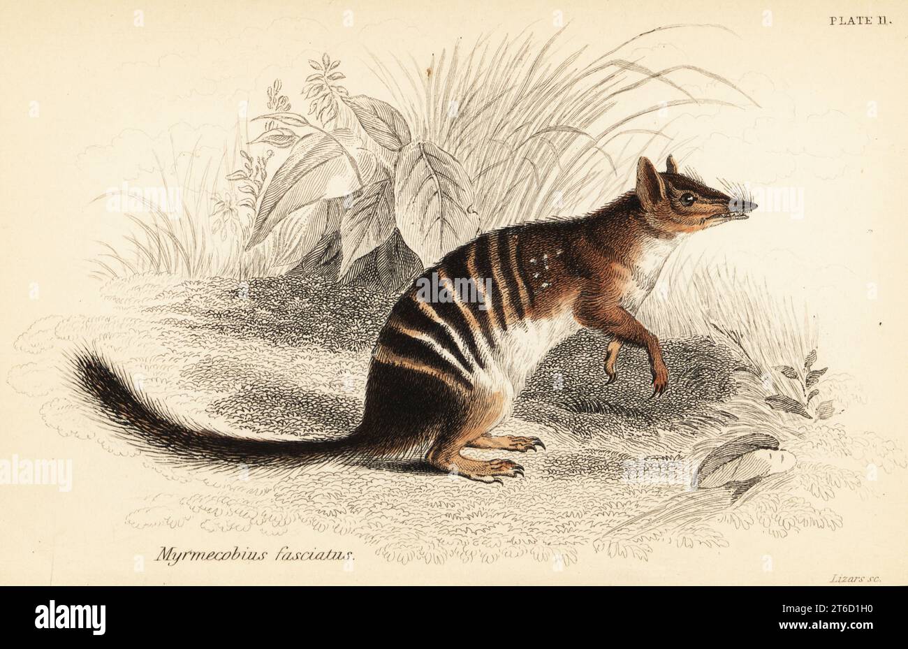Numbat, noombat or walpurti, Myrmecobius fasciatus. Endangered. Banded ...
