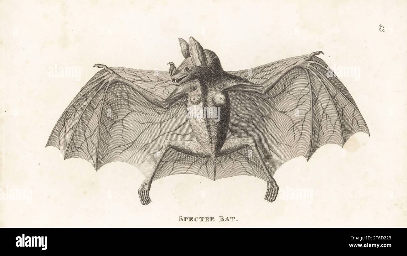 Spectre bat hi-res stock photography and images - Alamy