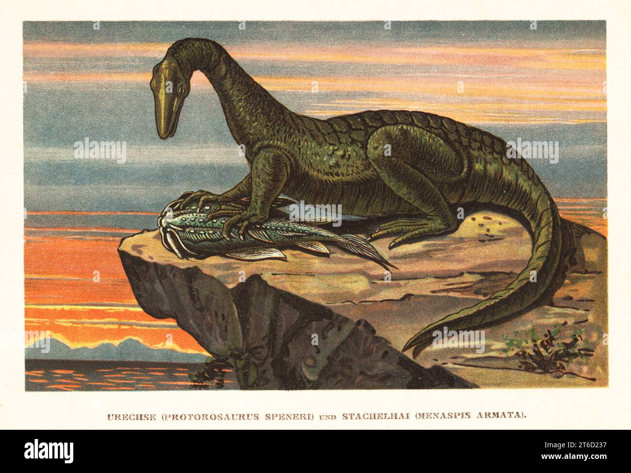 Archosauromorph hi-res stock photography and images - Alamy