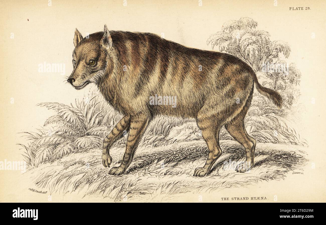 Brown hyena or strandwolf, Hyaena brunnea (Strand hyena, Hyaena villosa ...