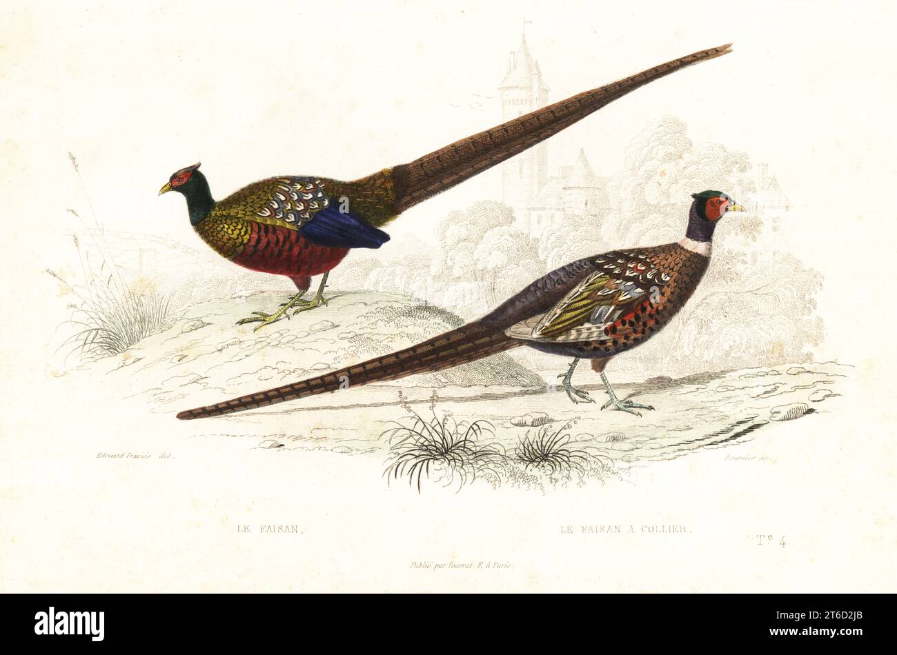 Green pheasant, Phasianus versicolor, and common pheasant, Phasianus ...