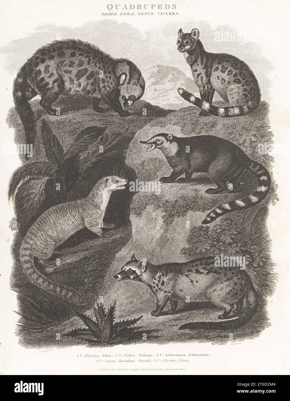 Civettictis civetta v civetta hi-res stock photography and images - Alamy