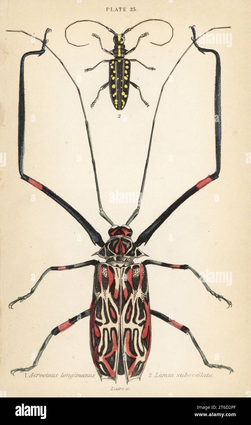 Harlequin beetle, Acrocinus longimanus 1, and flat-faced longhorn ...