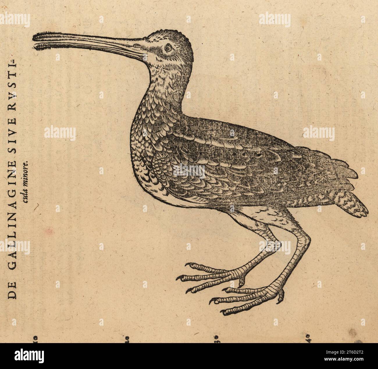 Species of snipe, Gallinago gallinago? De Gallin. aquat. De Gallinagine ...