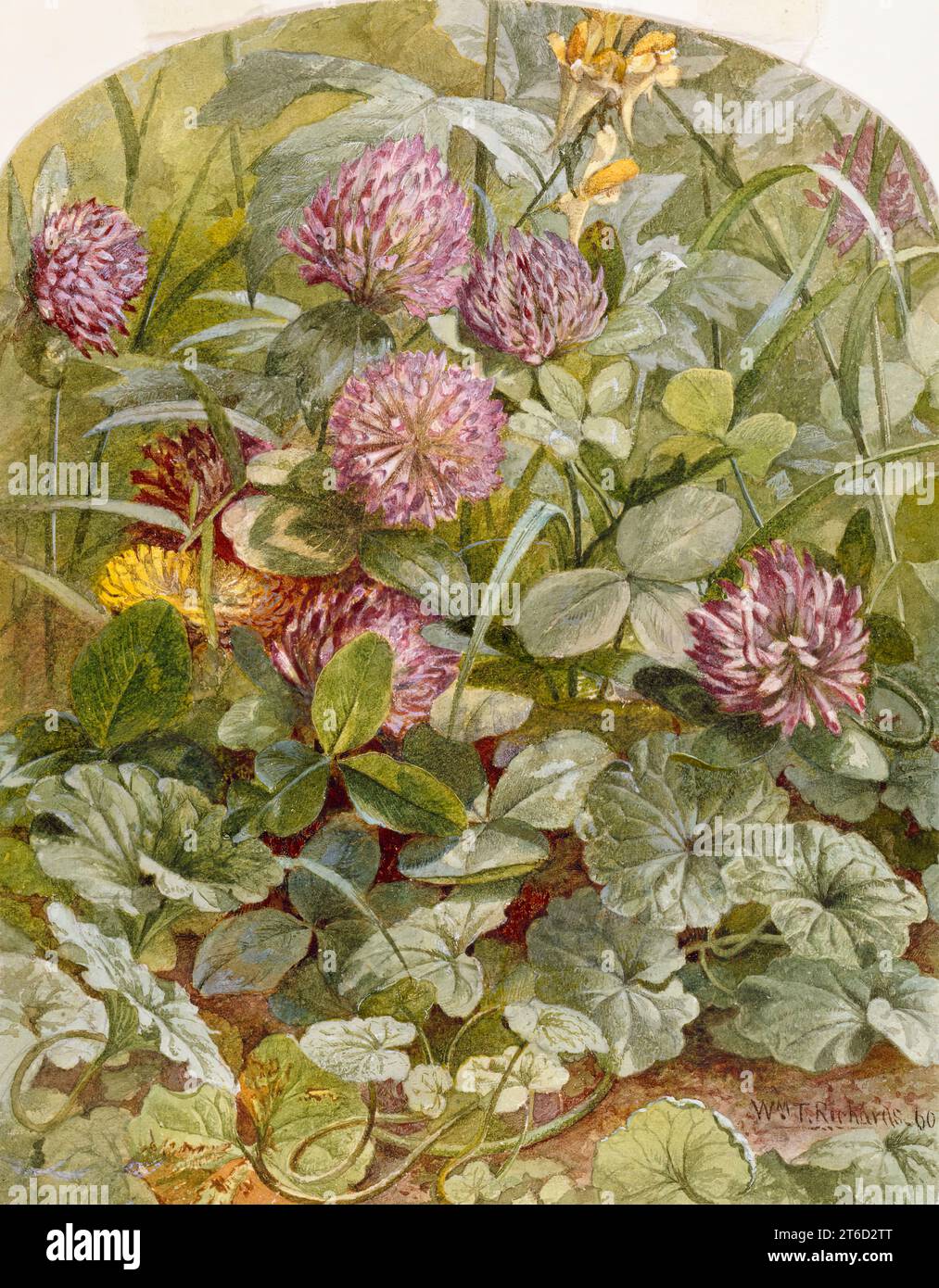 Butter and eggs wildflowers hi-res stock photography and images - Alamy