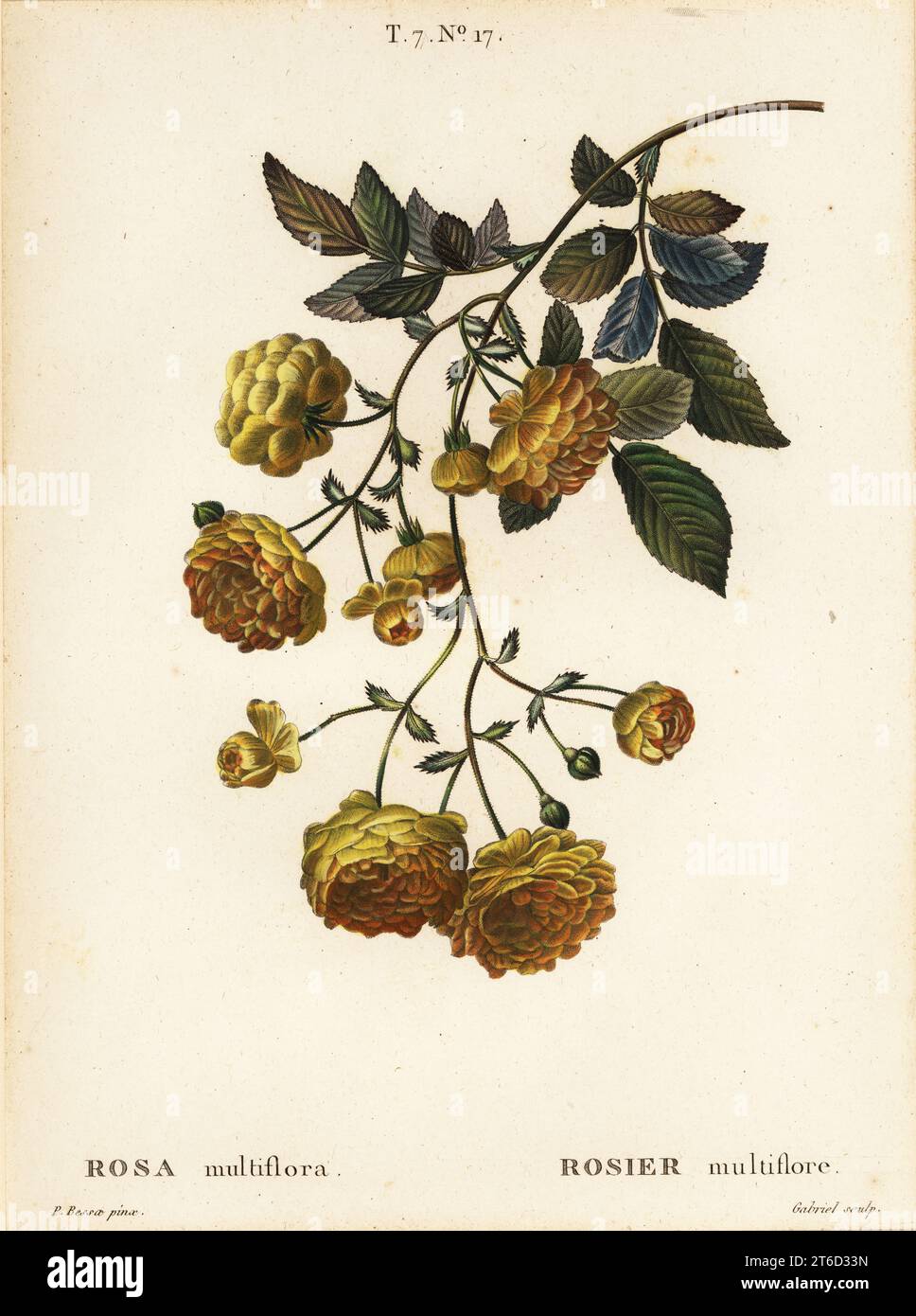 Multiflora rose or Japanese rose, Rosa multiflora, Rosier multifore ...