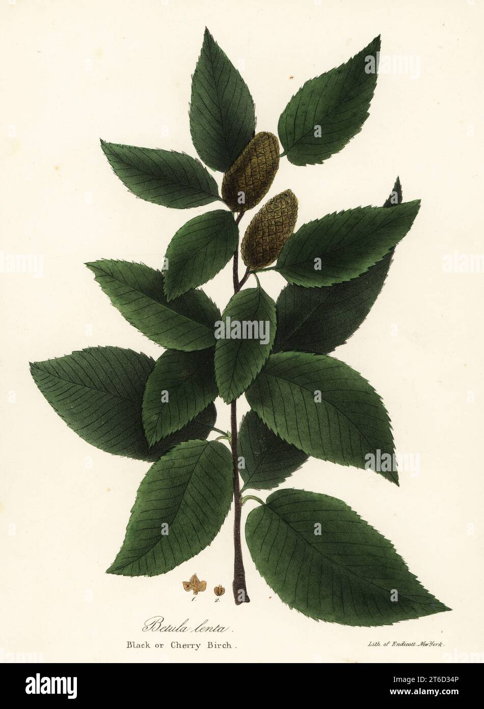 Black birch or cherry birch, Betula lenta. Handcoloured lithograph by ...
