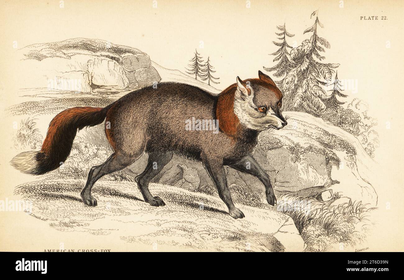 American cross-fox, Vulpes vulpes. Partially melanistic colour variant ...