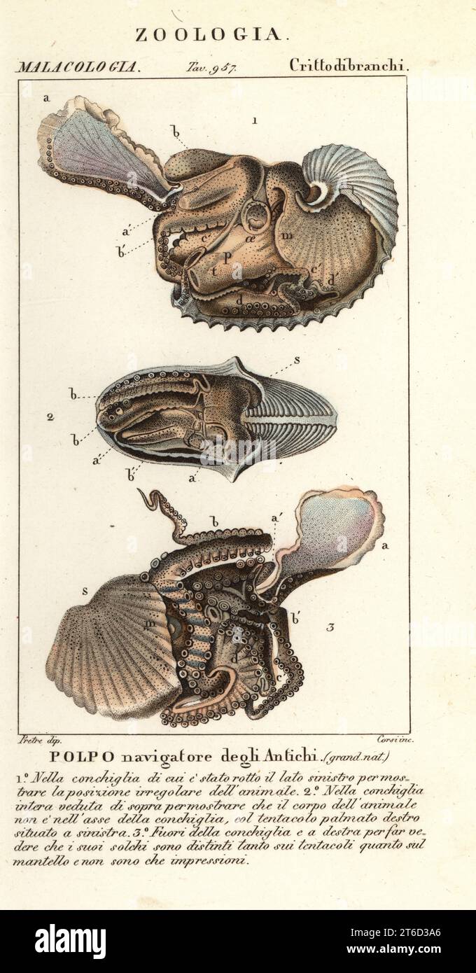 Sections through the greater argonaut octopus, Argonauta argo. Polpo ...