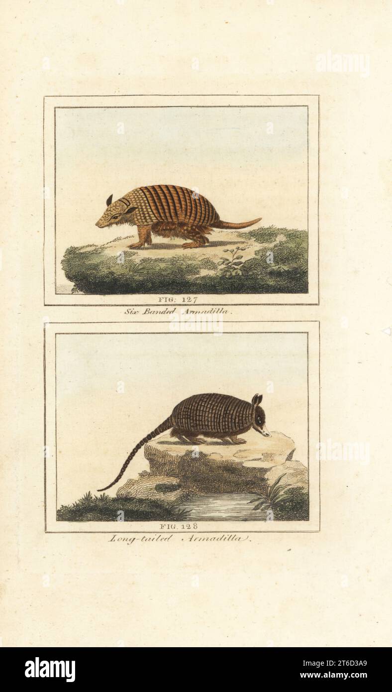 Six-banded armadillo, Euphractus sexcinctus 127, and nine-banded ...