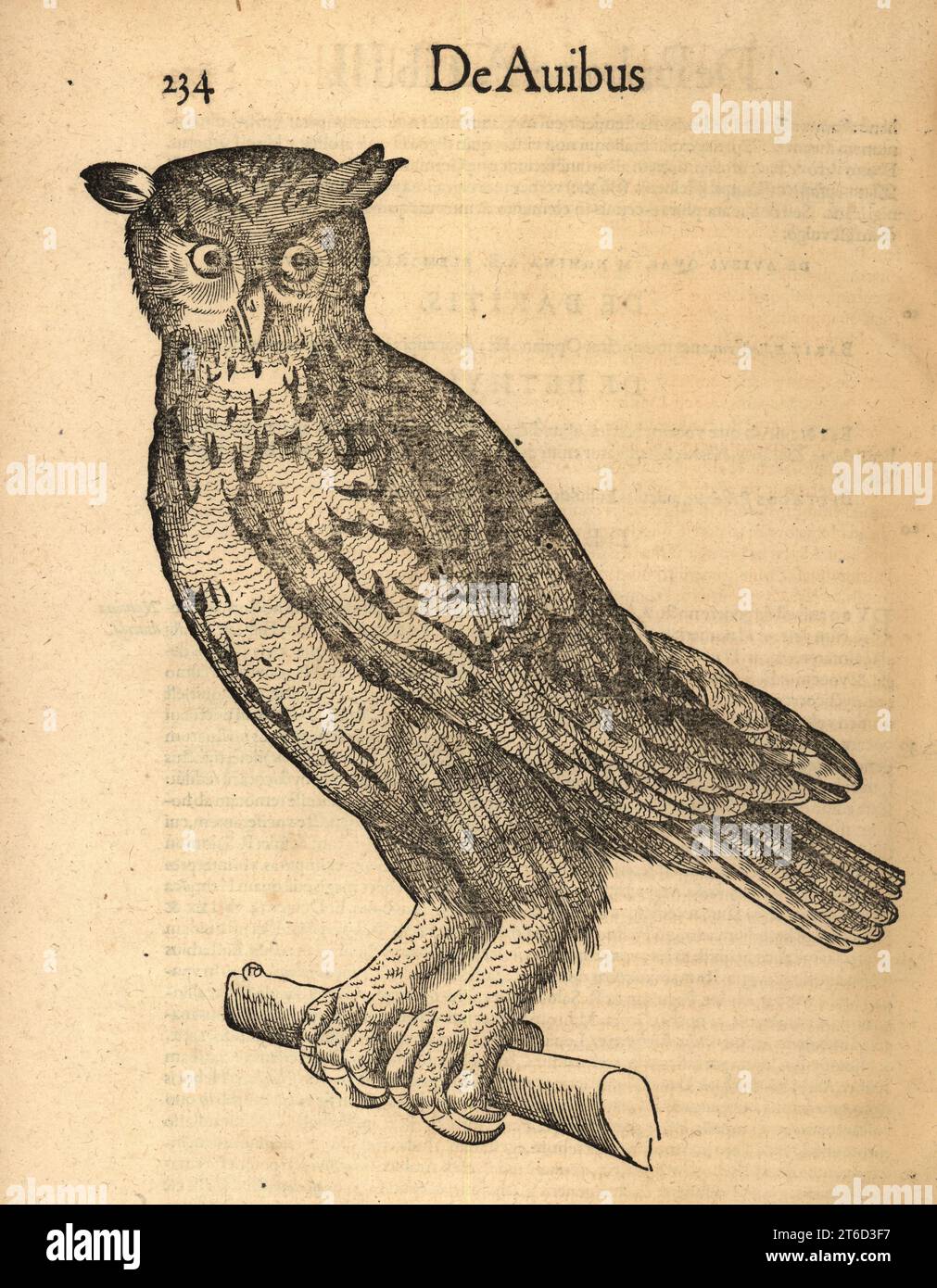 Eurasian eagle-owl, Bubo bubo. De Avibus. Woodcut engraving after an ...